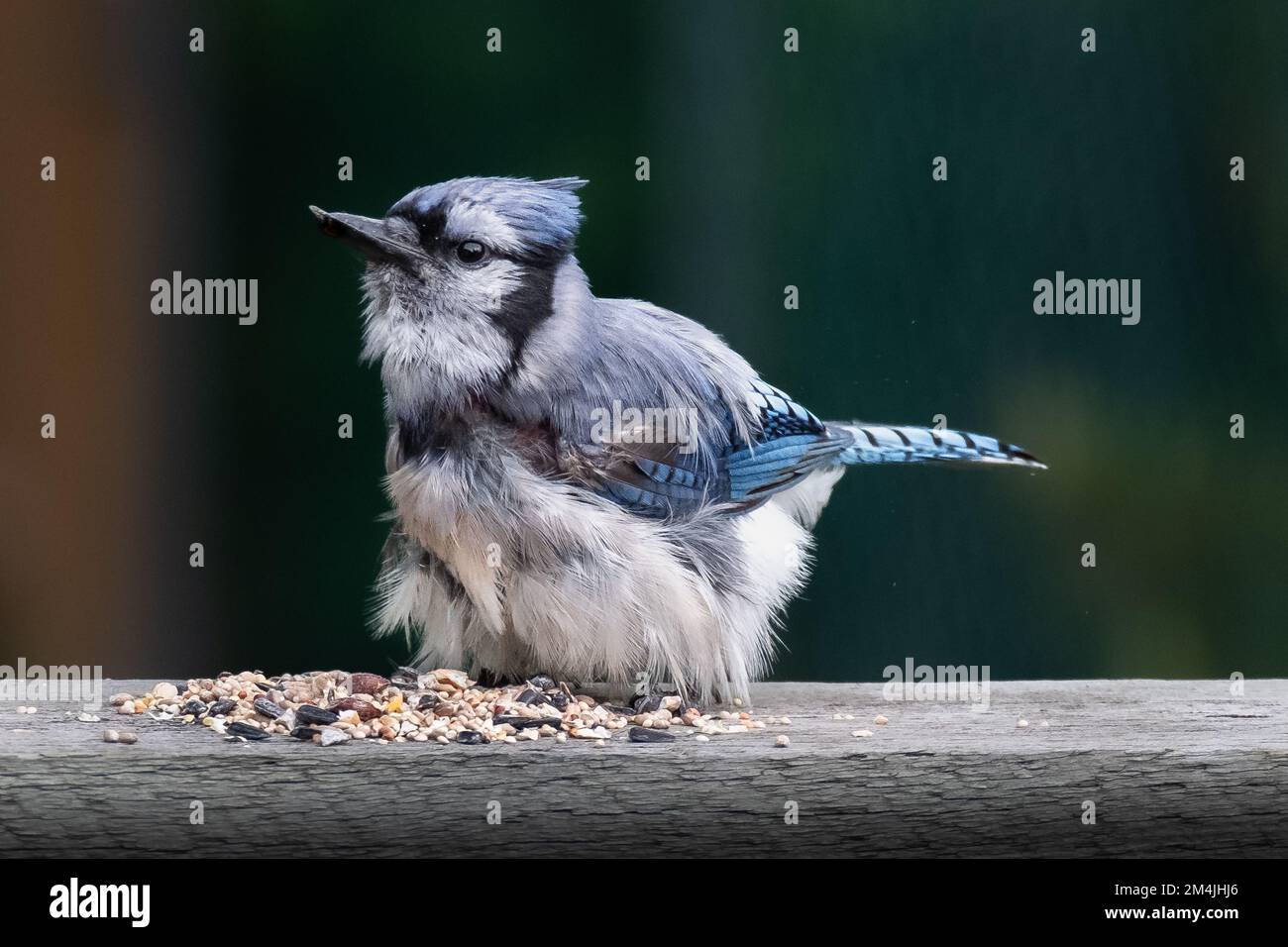 Canada jay nest hi-res stock photography and images - Alamy