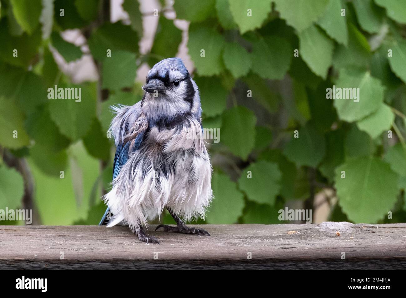 Blue Jay Chicks Stock Photo - Alamy