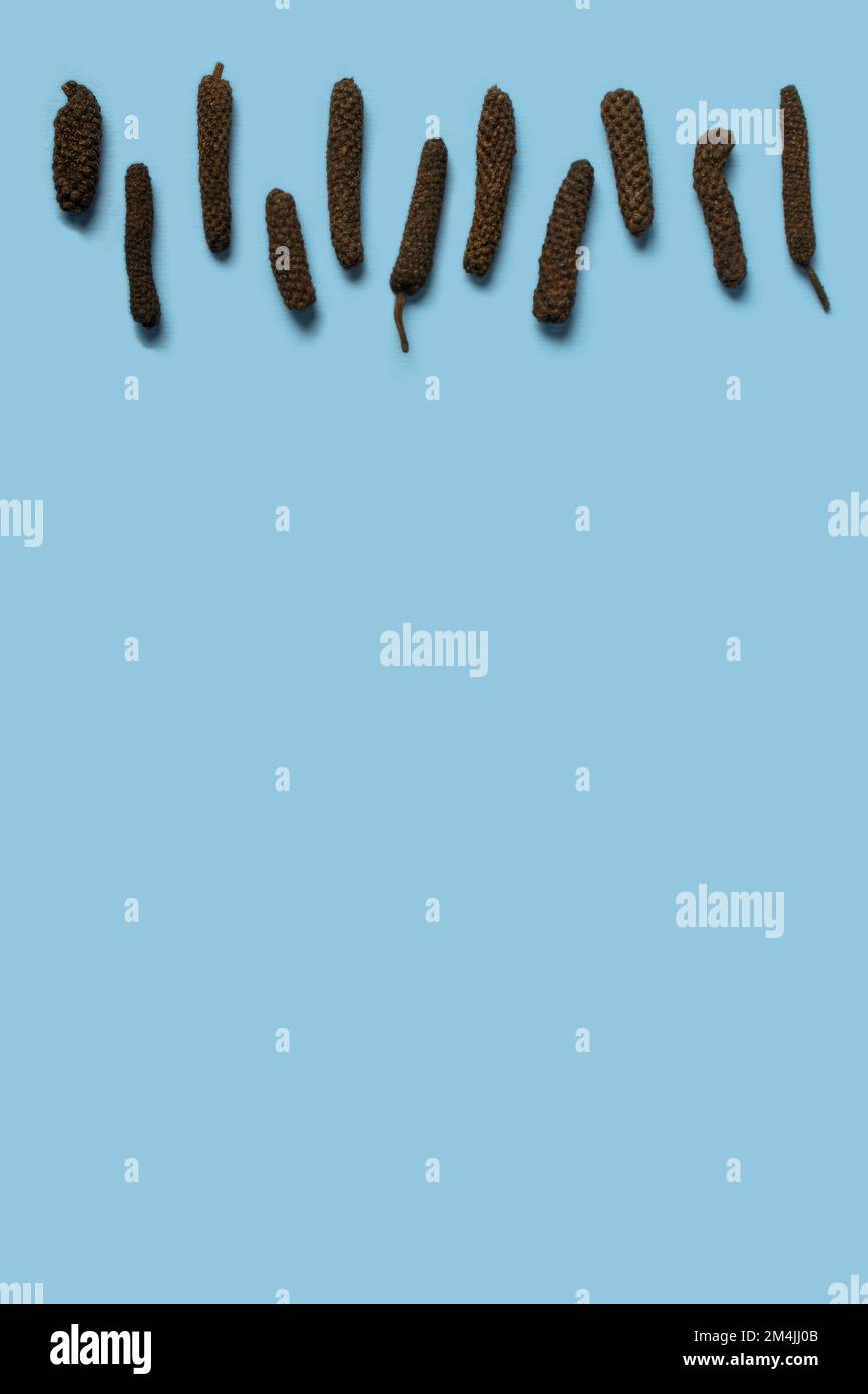 Dry Indian long pepper (Piper Longum ,Piper retrofractum, Pippali, Long ...