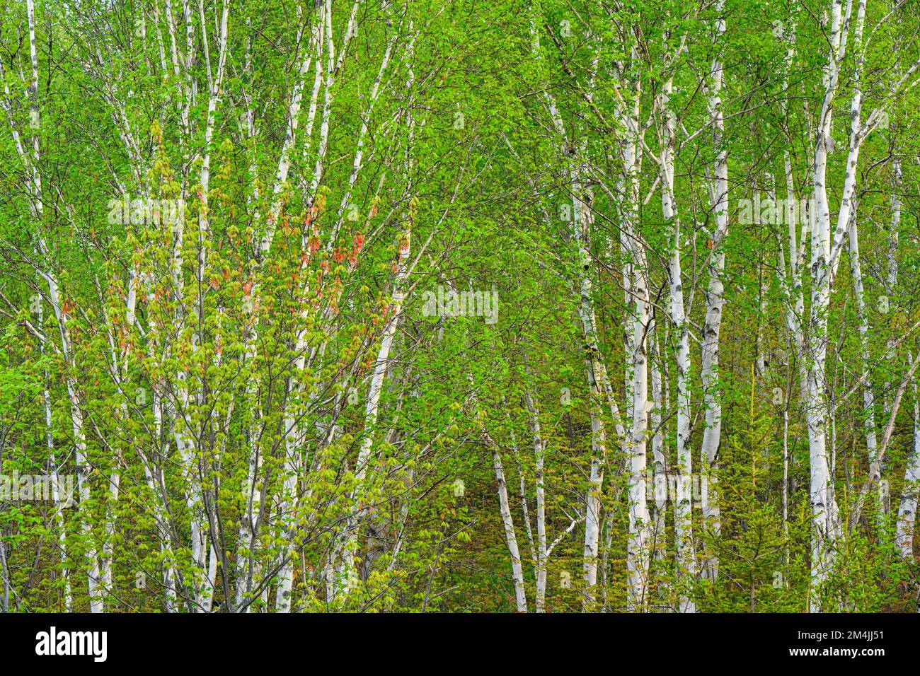 Spring foliage in white birch trees, Greater Sudbury, Ontario, Canada ...