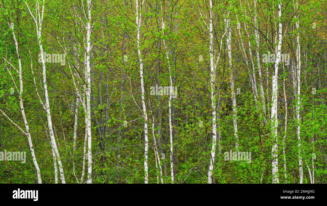 Birch tree woodland native american hi-res stock photography and images ...