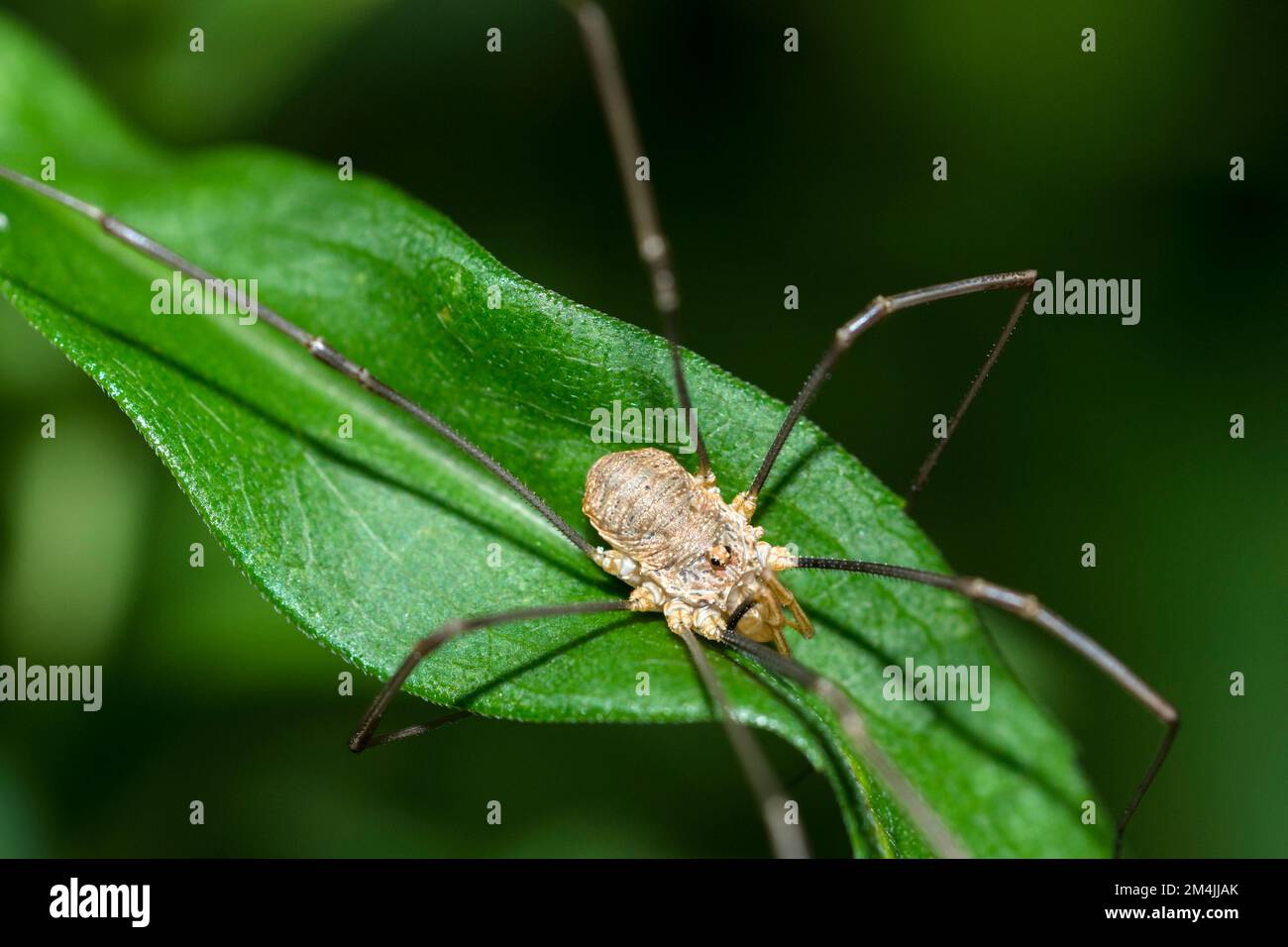 Harvestman insect hi-res stock photography and images - Alamy
