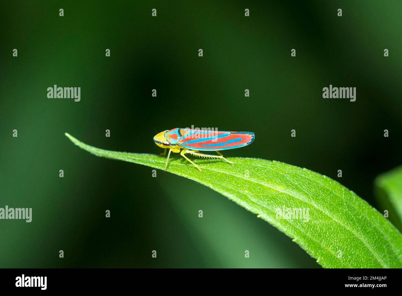 Leafhopper Habitat