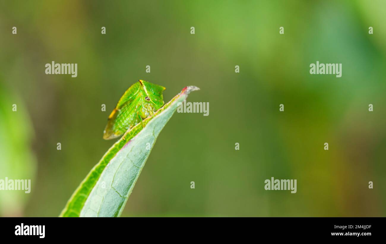 Buffalo treehopper (Stictocephala Bisonia) on a leaf Stock Photo - Alamy
