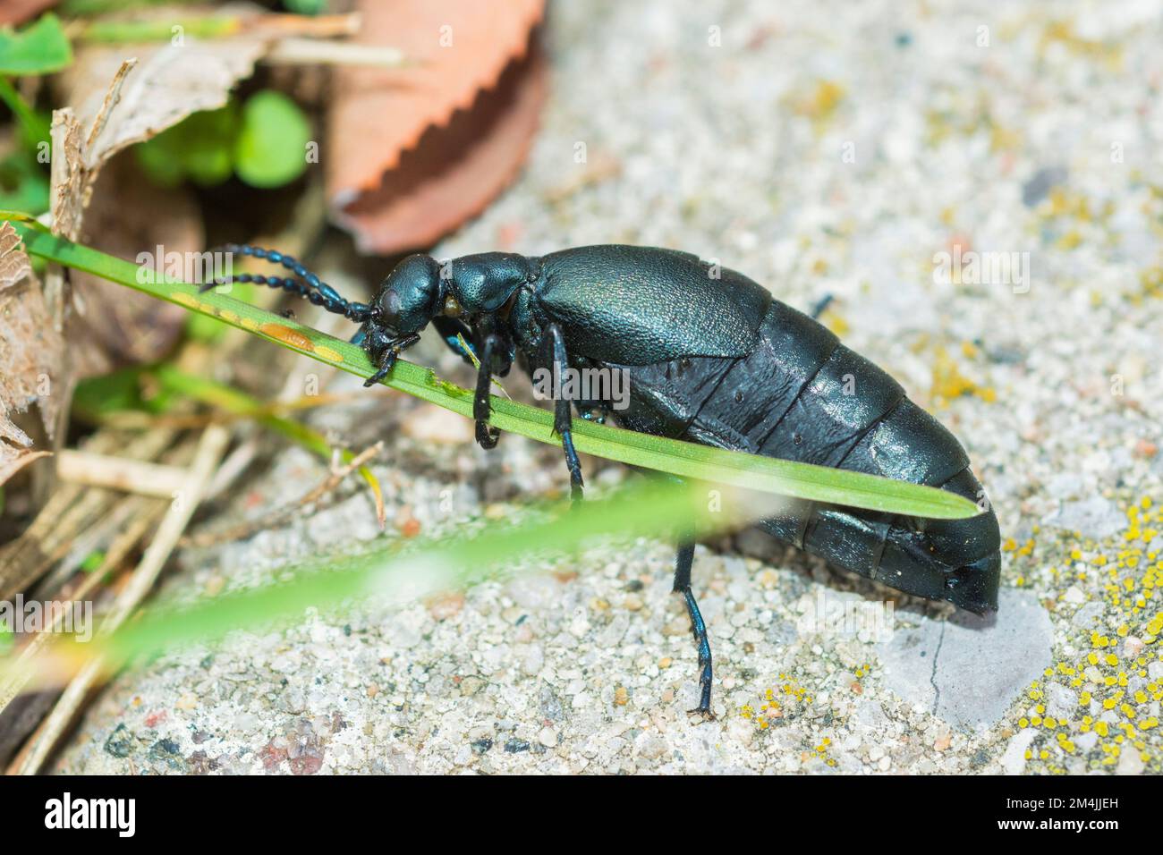 Buttercup Oil Beetle (Meloe Americanus) eating grass Stock Photo - Alamy