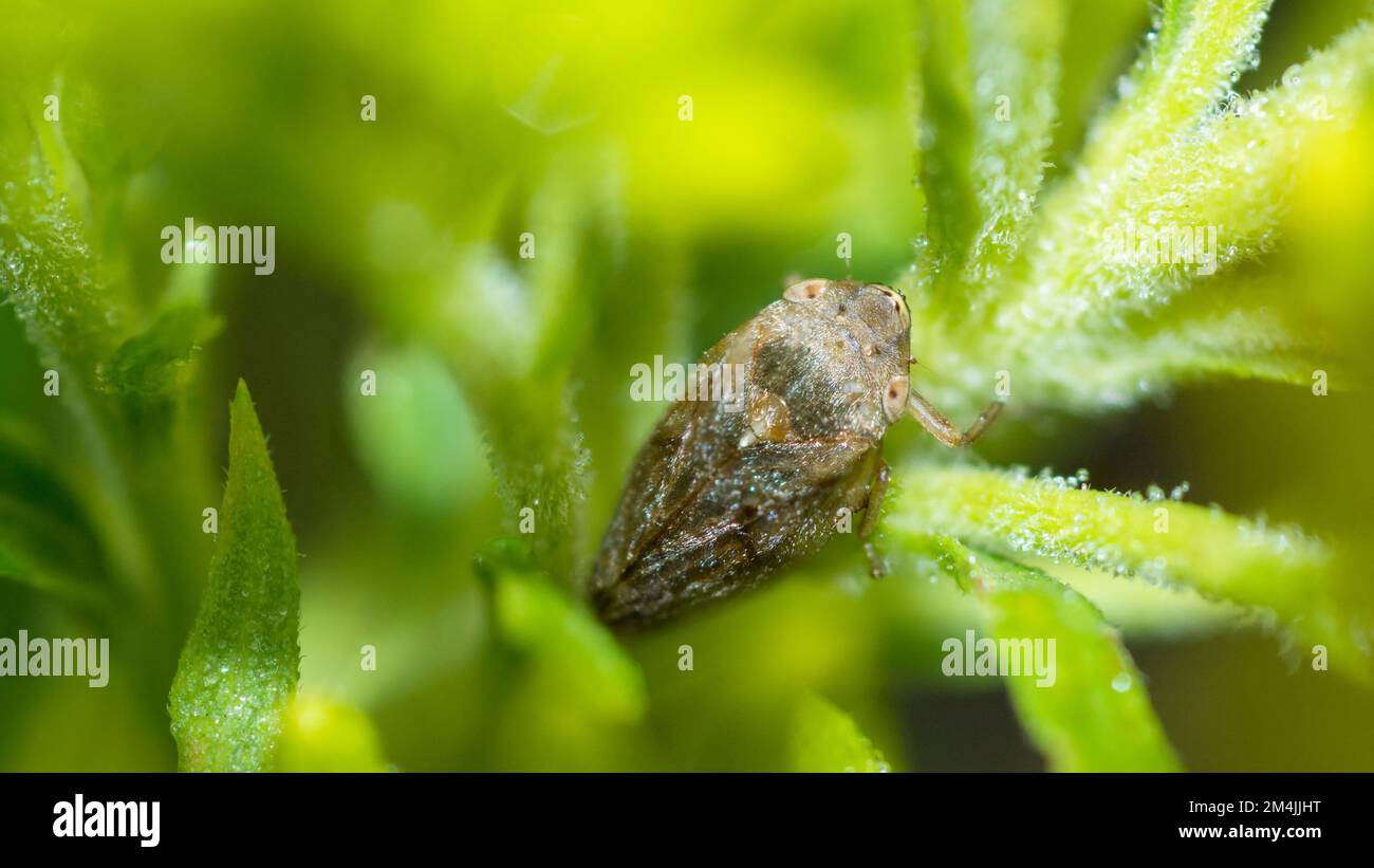 Meadow Spittlebug or Common Froghopper (Philaenus Spumarius Stock Photo ...