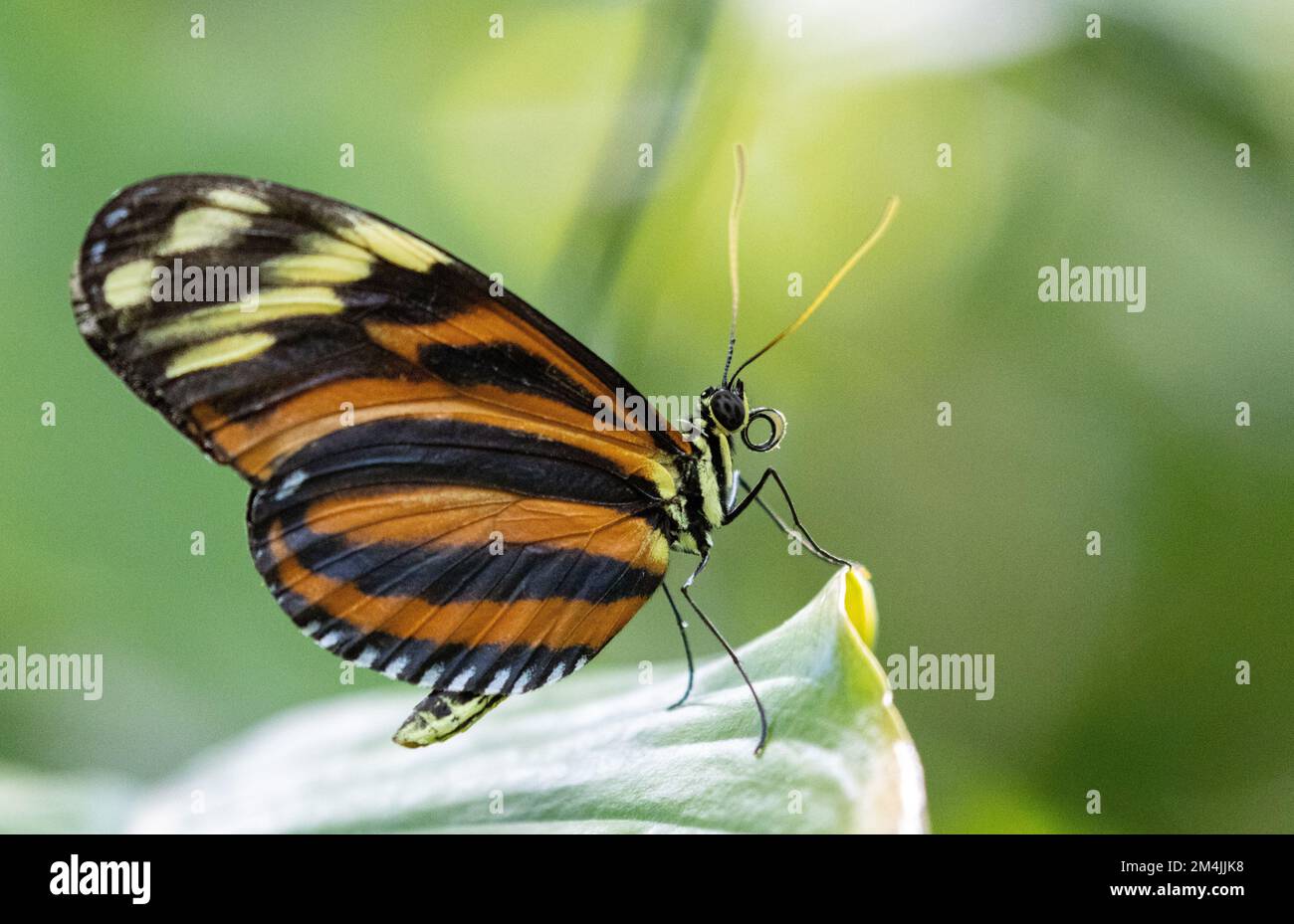 Eueides isabella butterfly hi-res stock photography and images - Alamy