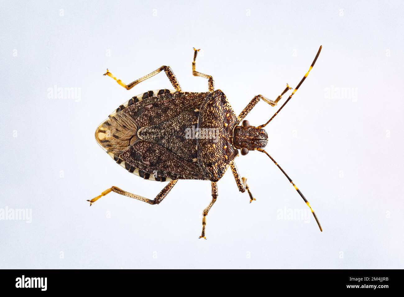 macro of brown marmorated stink bug, Halyomorpha halys, isolated on ...
