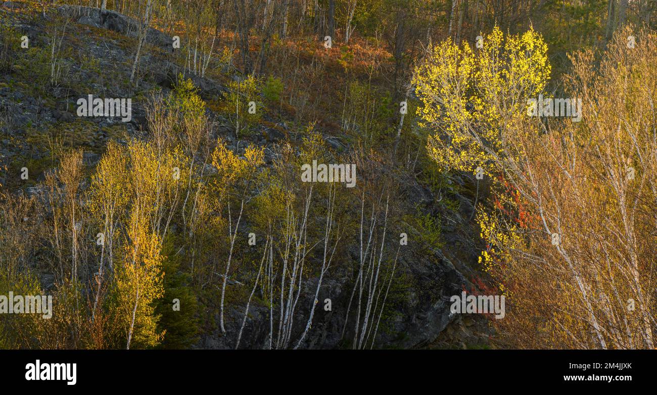 Emerging foliage in white birch trees, Greater Sudbury, Ontario, Canada ...