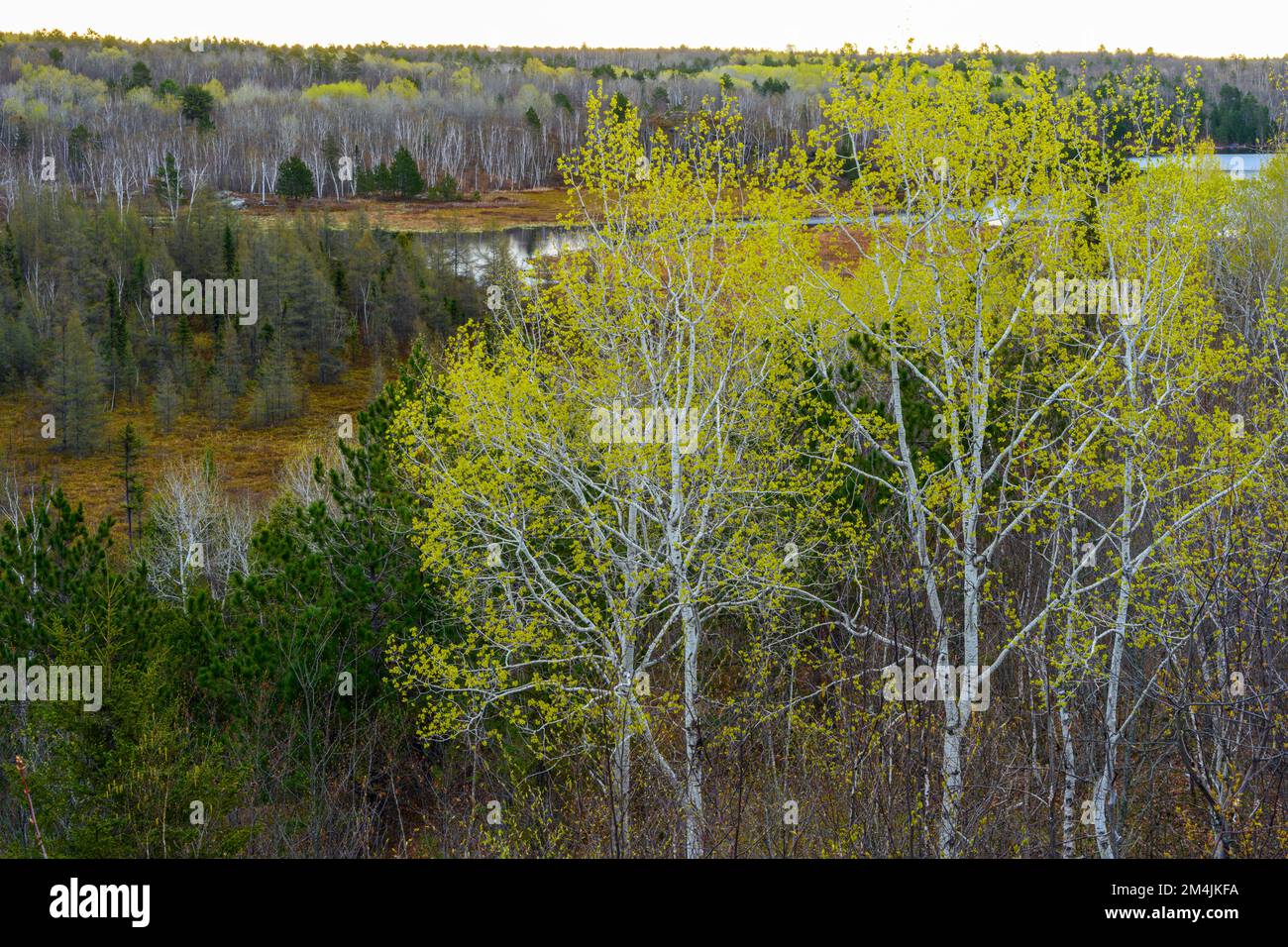Secondary trees hi-res stock photography and images - Alamy