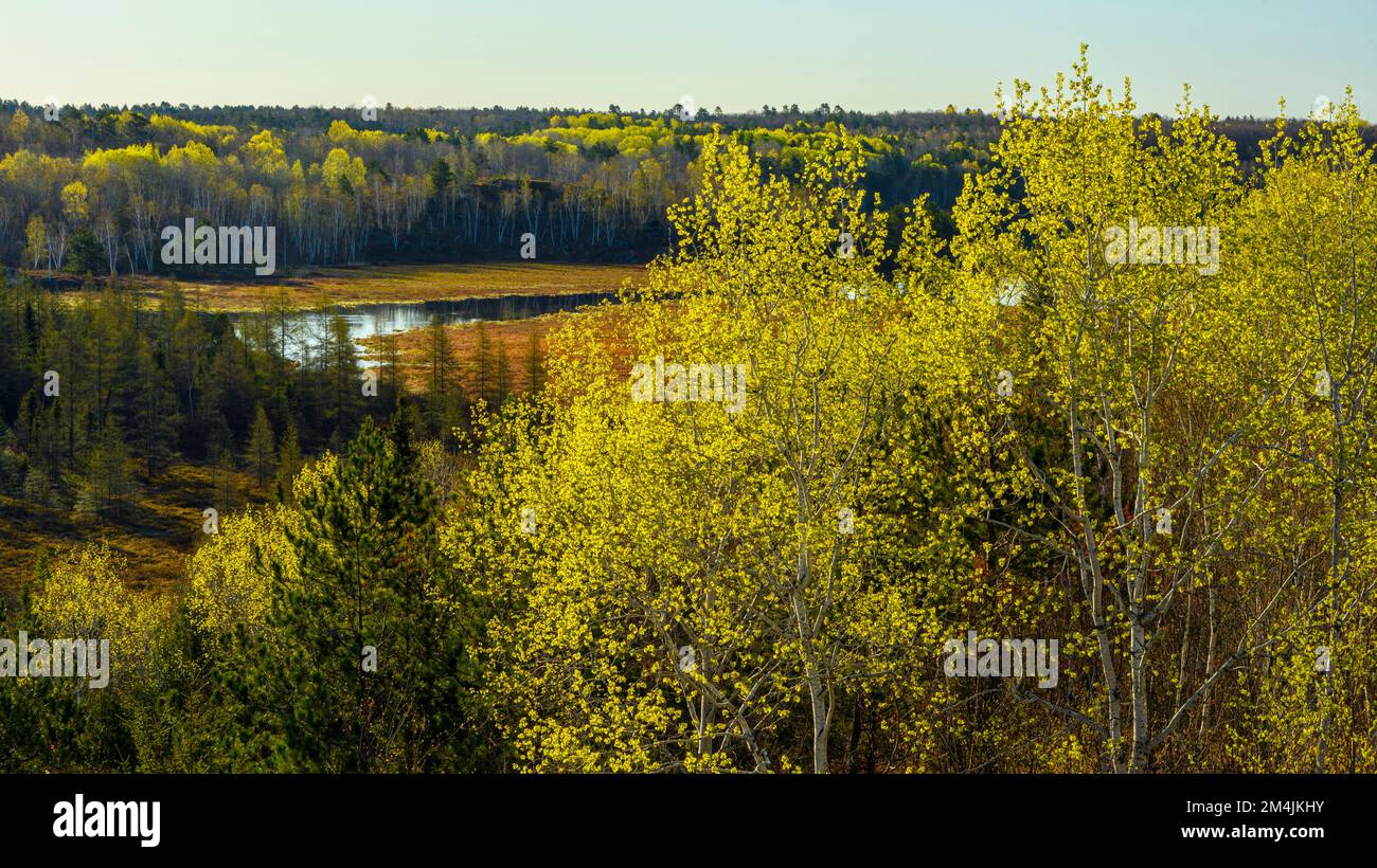 Secondary woodlands hi-res stock photography and images - Alamy
