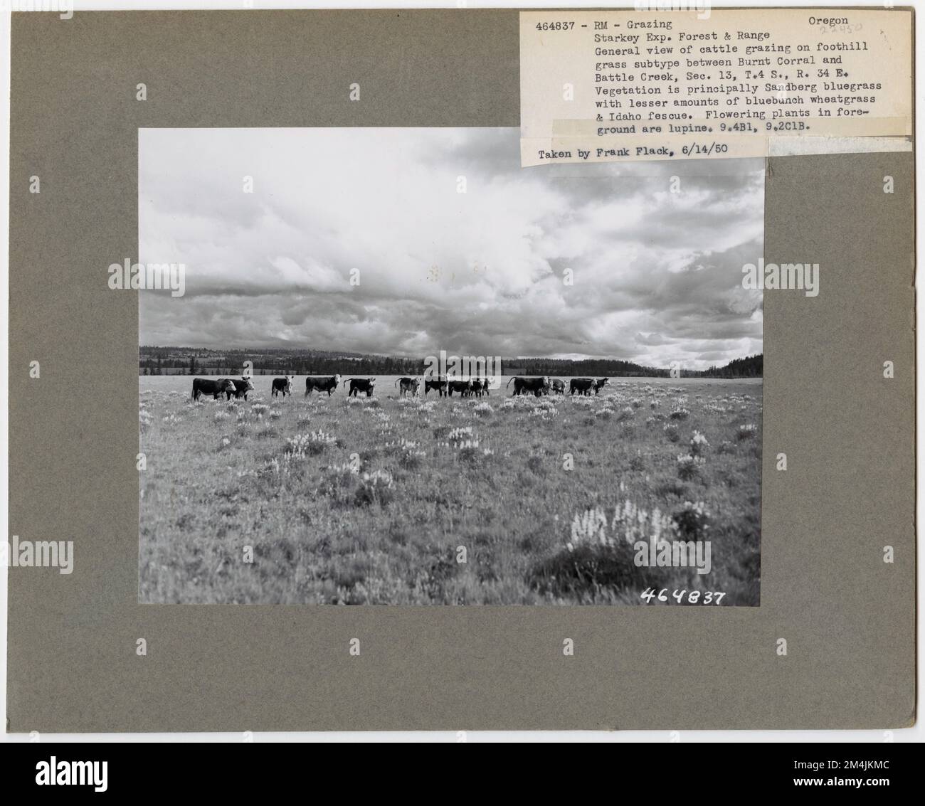 Cattle Grazing - Oregon. Photographs Relating to National Forests ...