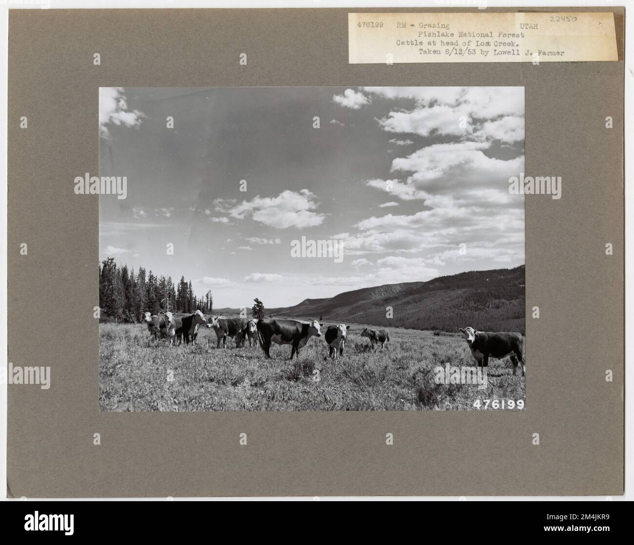 Cattle Grazing - Utah. Photographs Relating to National Forests ...
