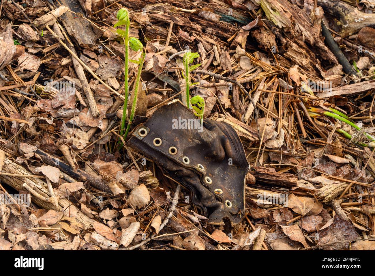 Woodland trash pile- ferns, an old boot, Greater Sudbury, Ontario ...