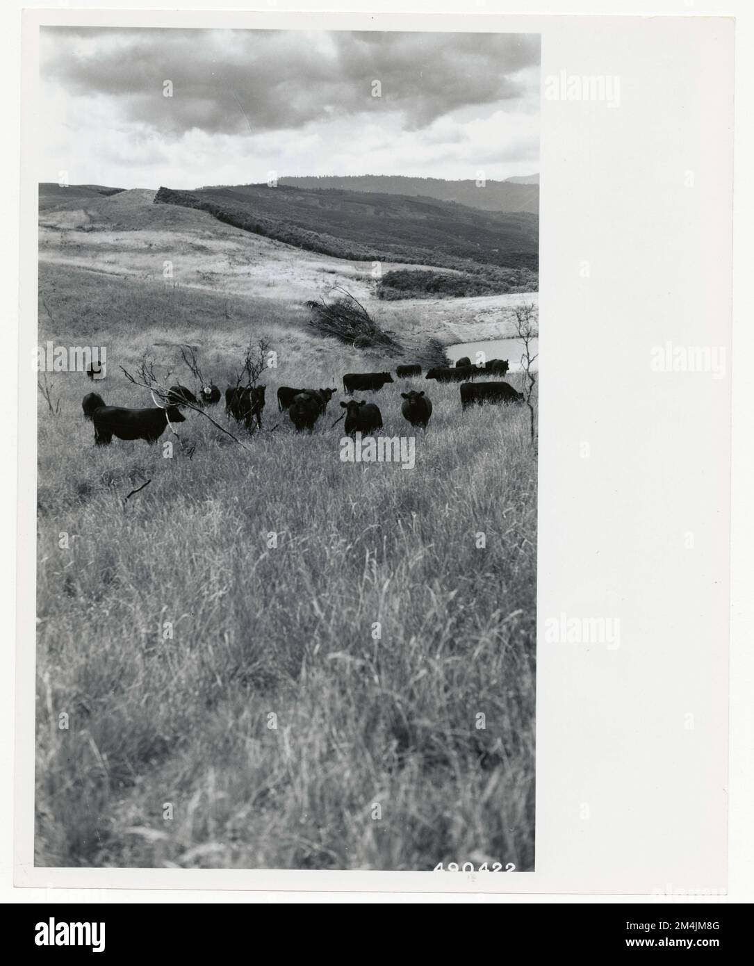 Sustainable cattle Cut Out Stock Images & Pictures - Alamy