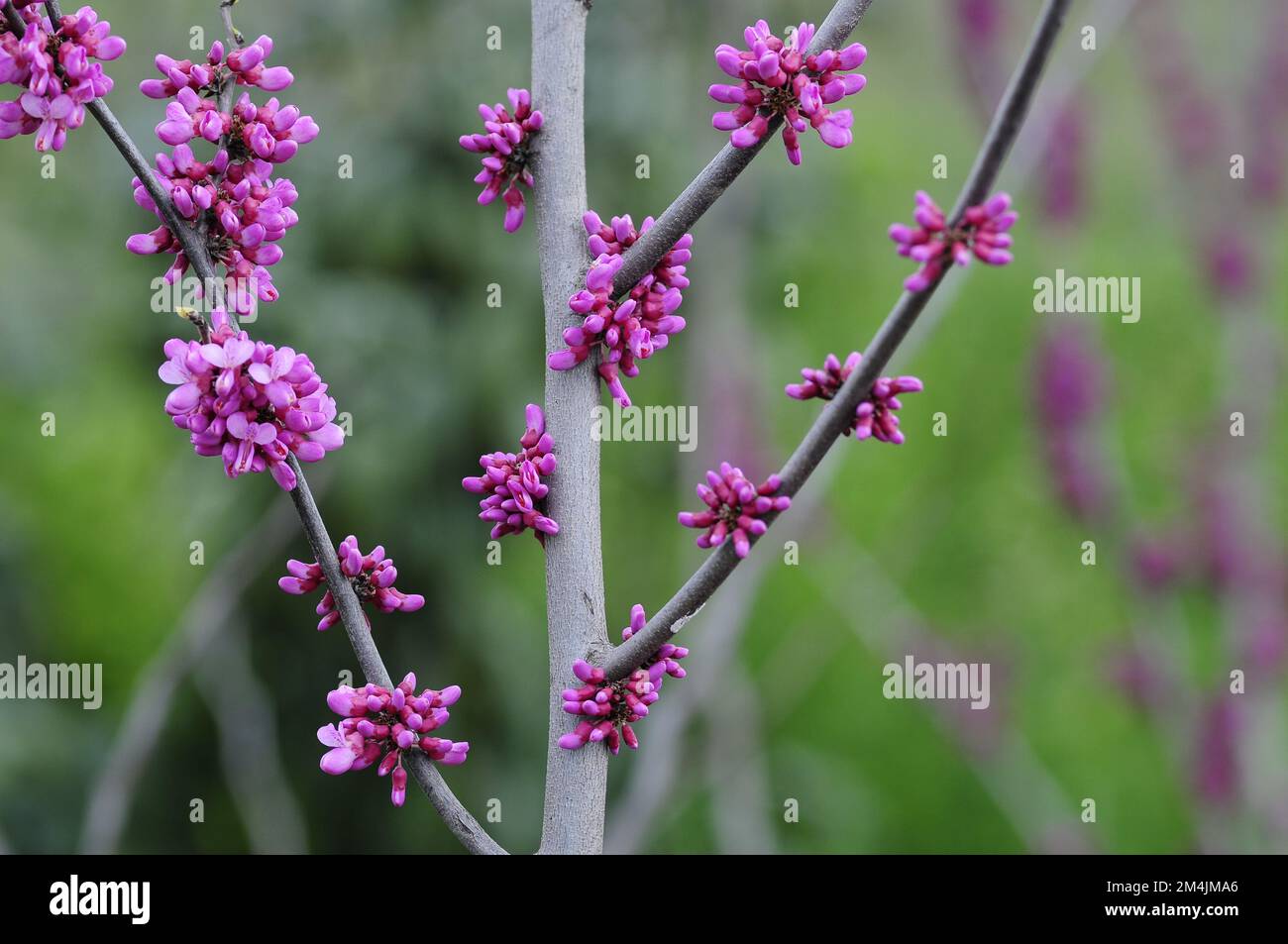 Judas tree of Istanbul Stock Photo - Alamy