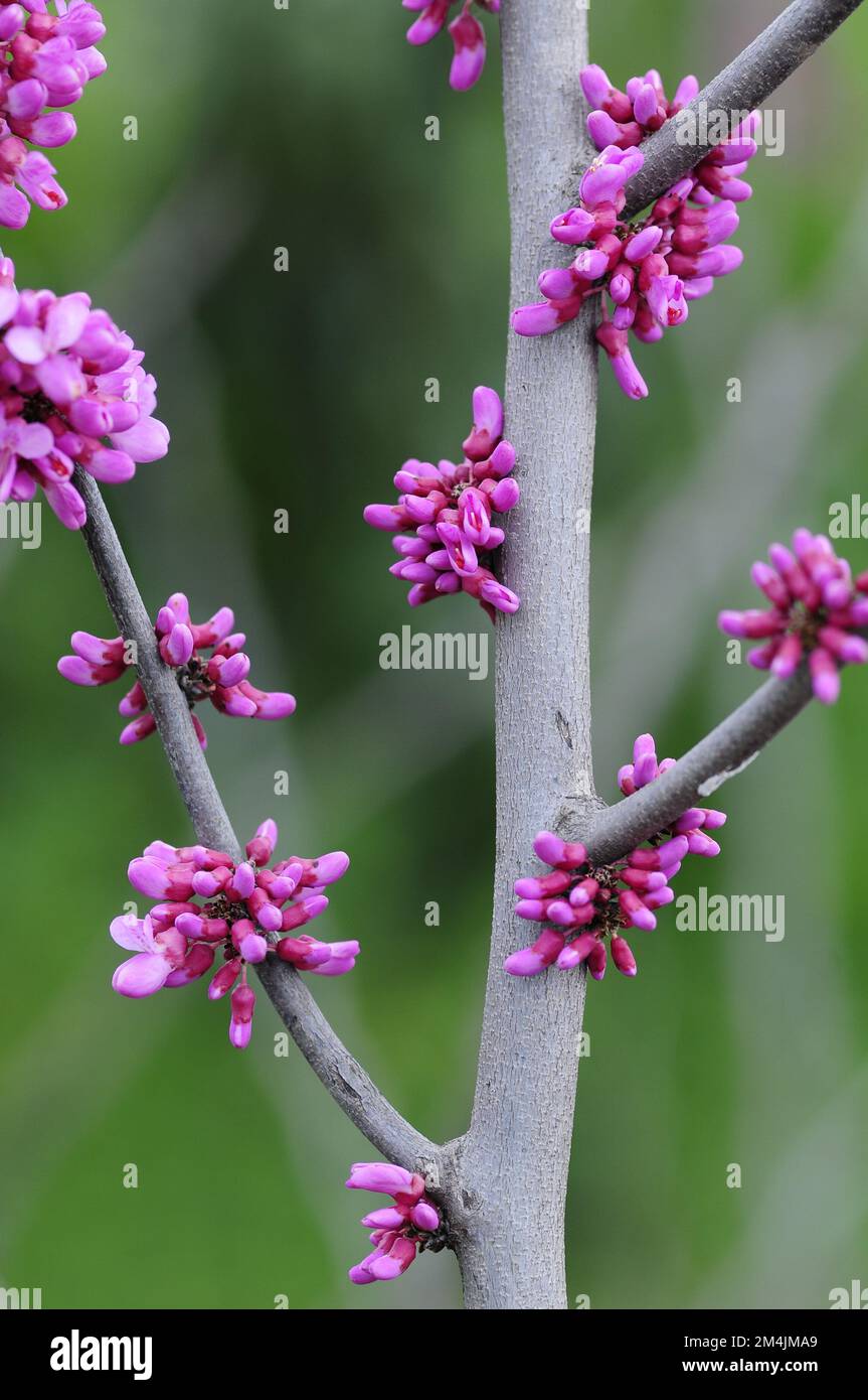 Erguvan tree hi-res stock photography and images - Alamy
