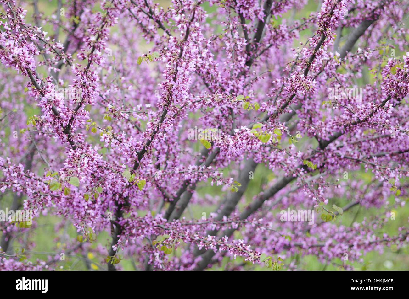 Judas tree of Istanbul Stock Photo - Alamy