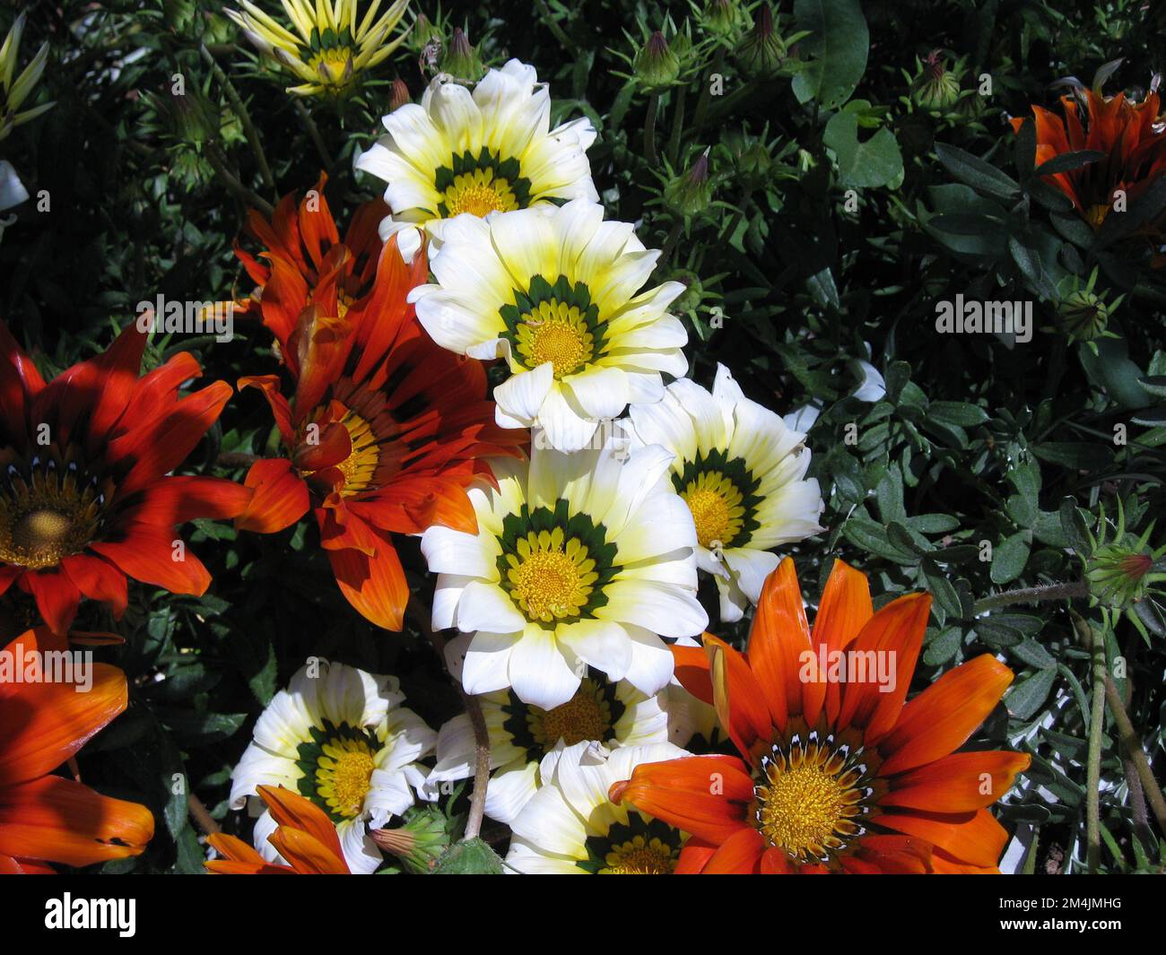 Kind of flowers in the nature Stock Photo - Alamy