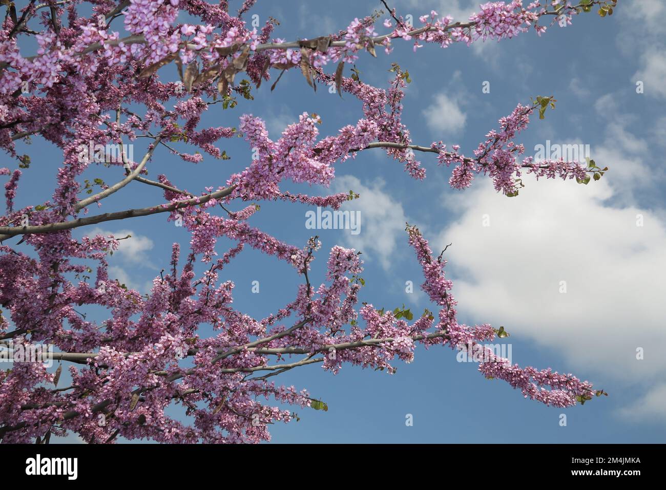 Judastree hi-res stock photography and images - Alamy