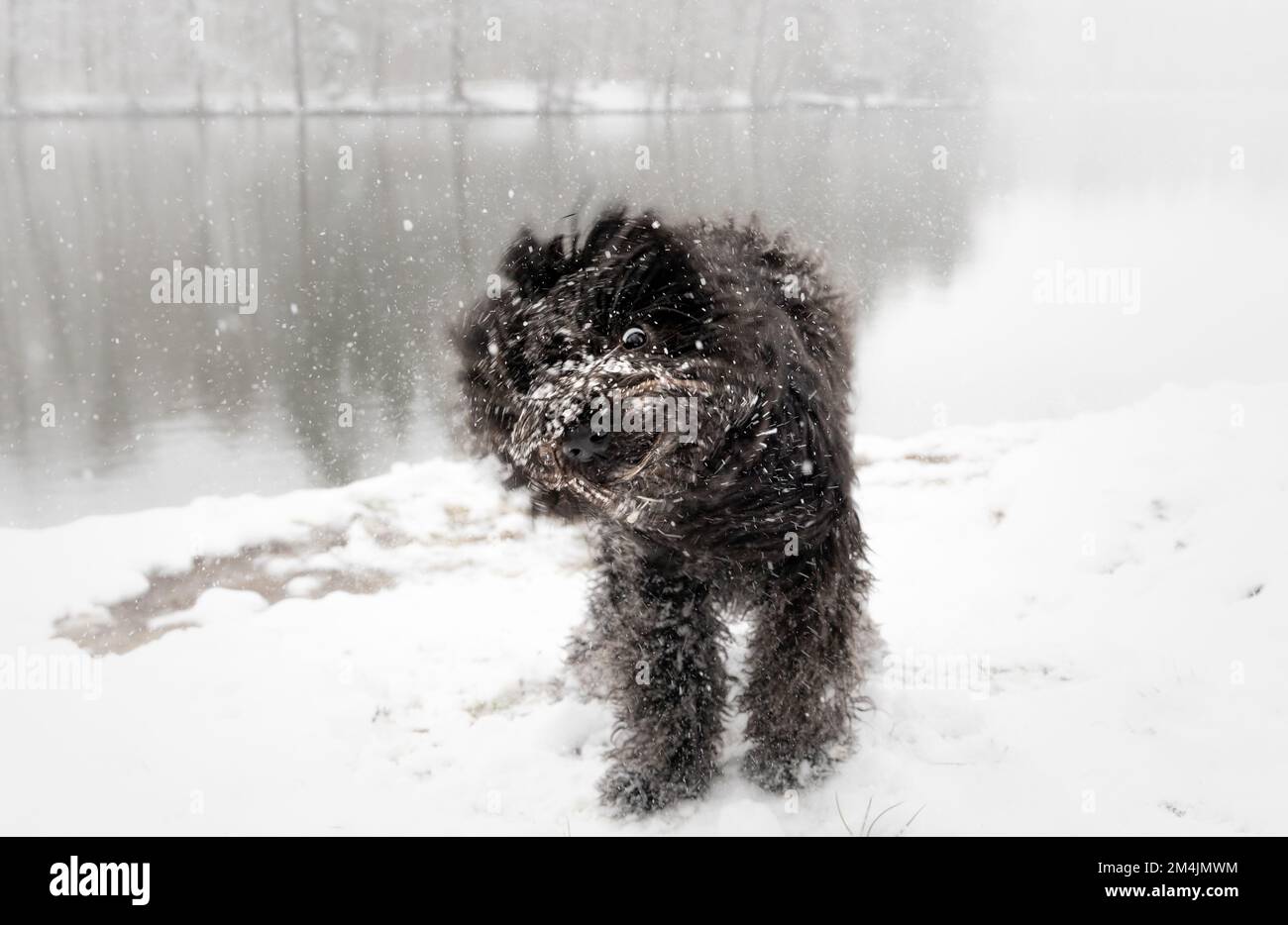 A black labradoodle dog shaking off snow, standing at the border of a ...