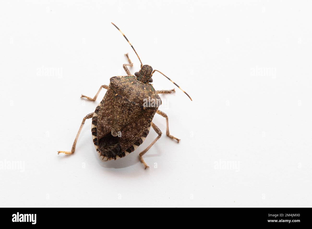 Macro of Halyomorpha halys, brown marmorated stink bug, isolated on ...