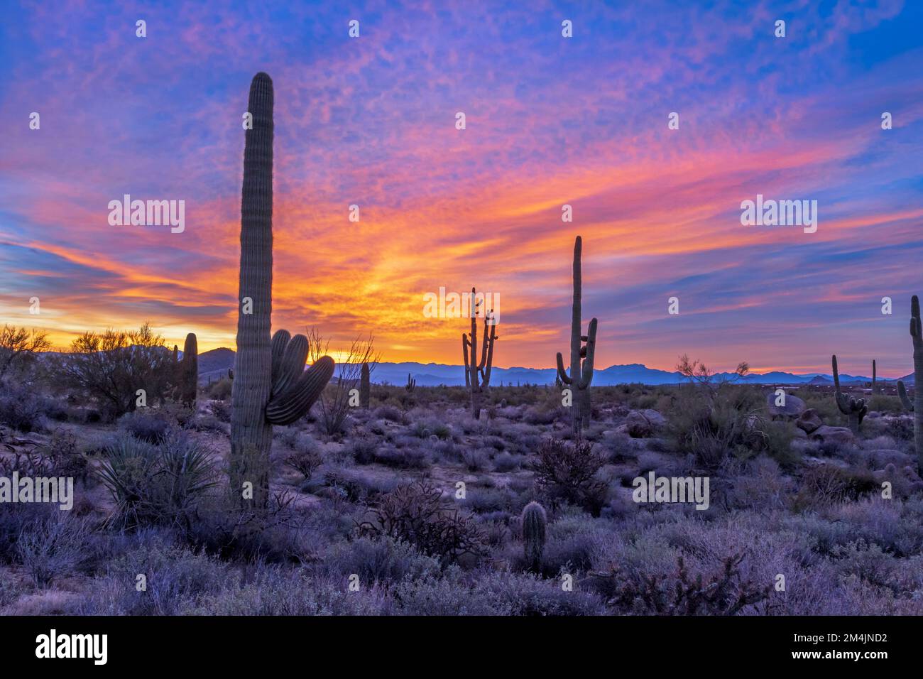 Dramatic Colored Desert Sunrise Landscape In Scottsdale Arizona Stock ...