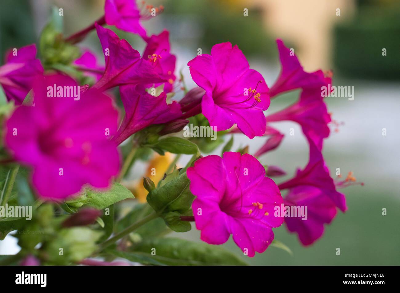 Purple and bright green leaf hi-res stock photography and images - Alamy