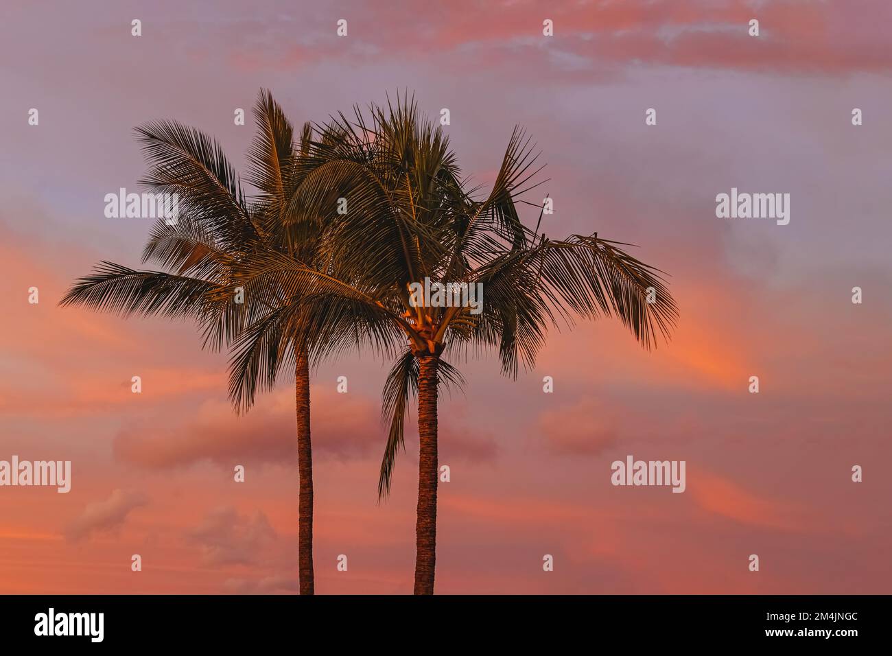 Two tropic palms against the sky on sunrise, summer background Stock ...