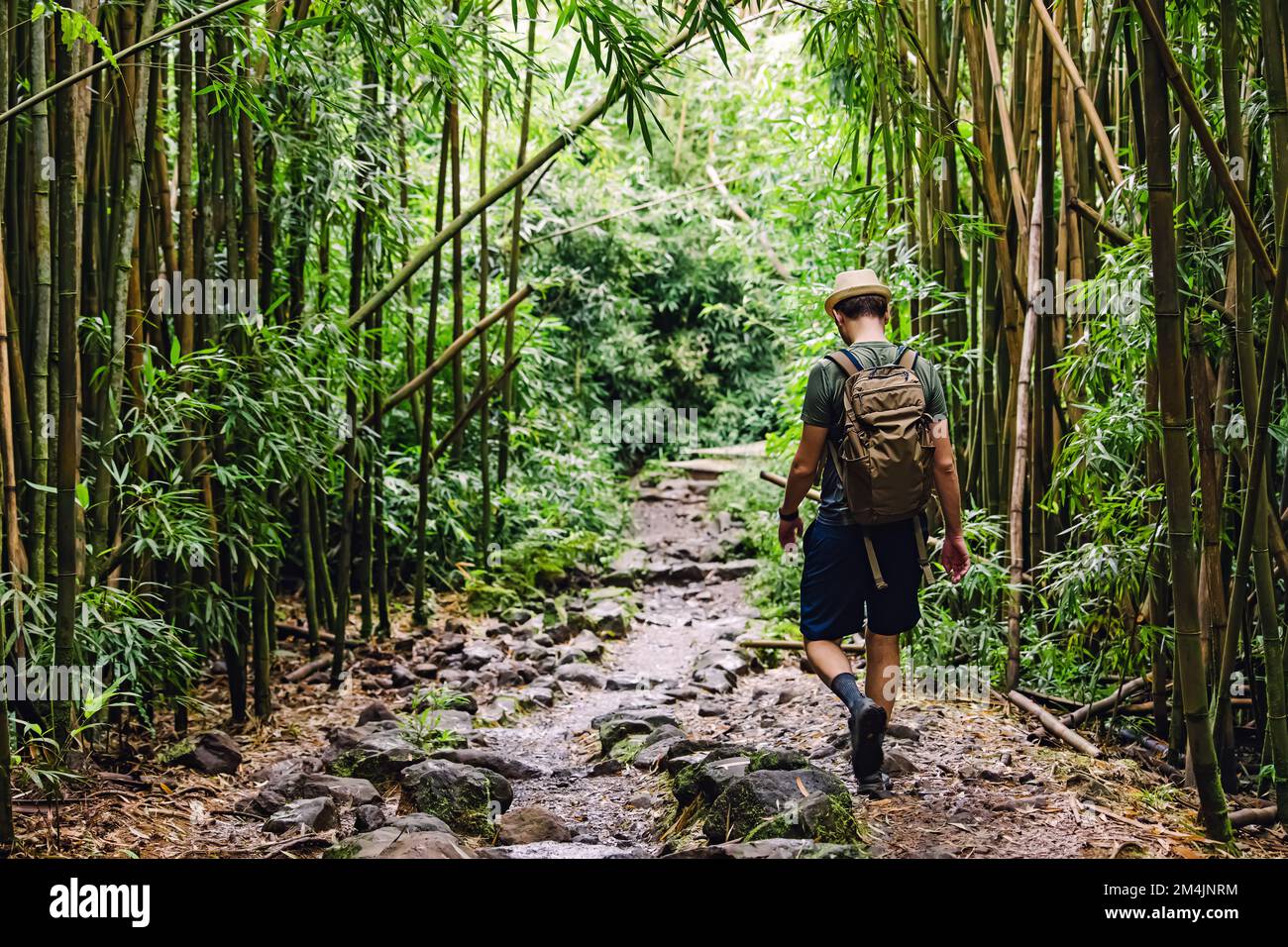 Man with a backpack walking through the bamboo forest. Exploring ...