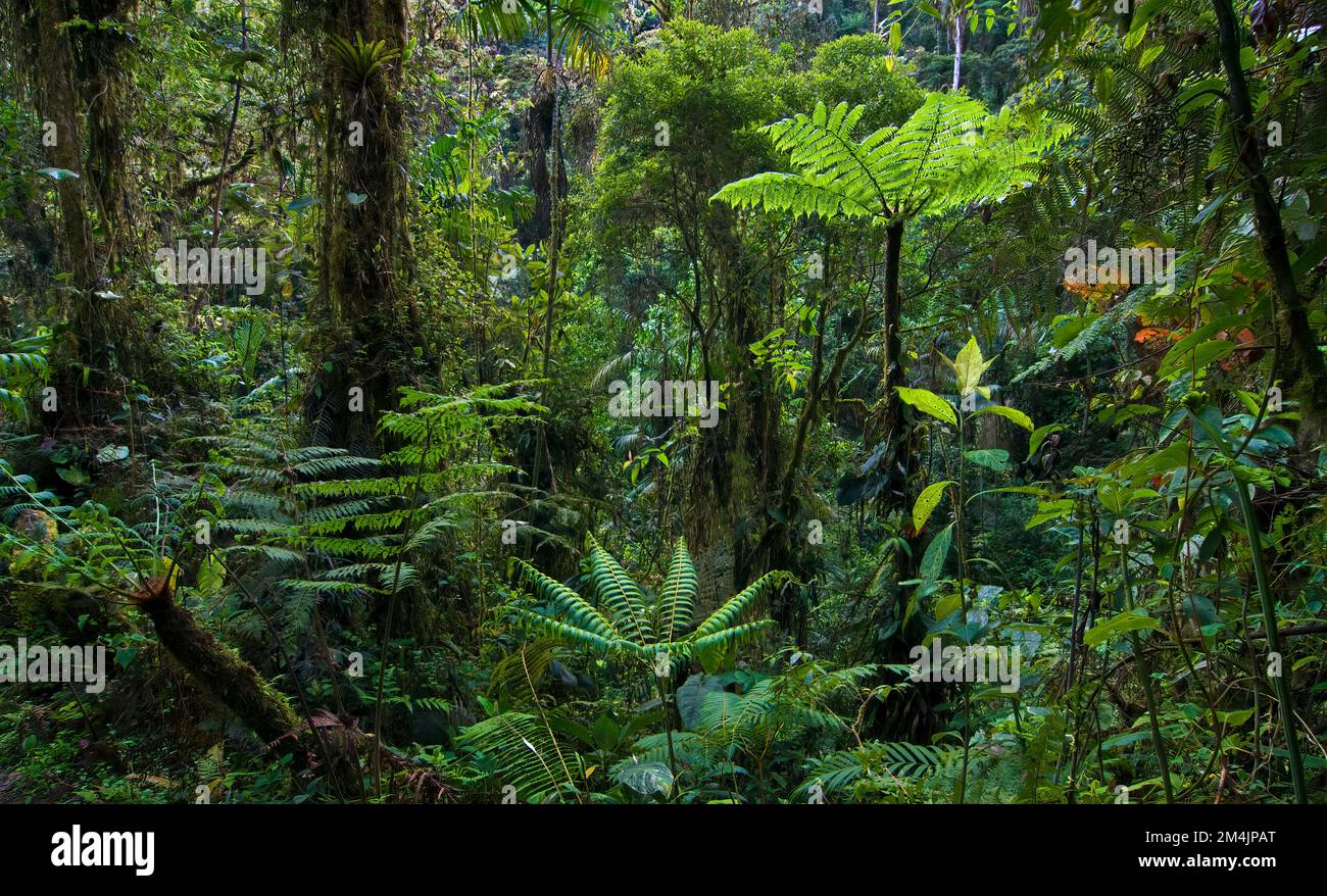 Tree ferns growing among the high diversity of other plants and trees ...