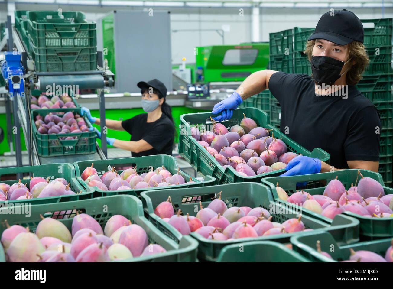 Man carrying stack fruit hi-res stock photography and images - Alamy