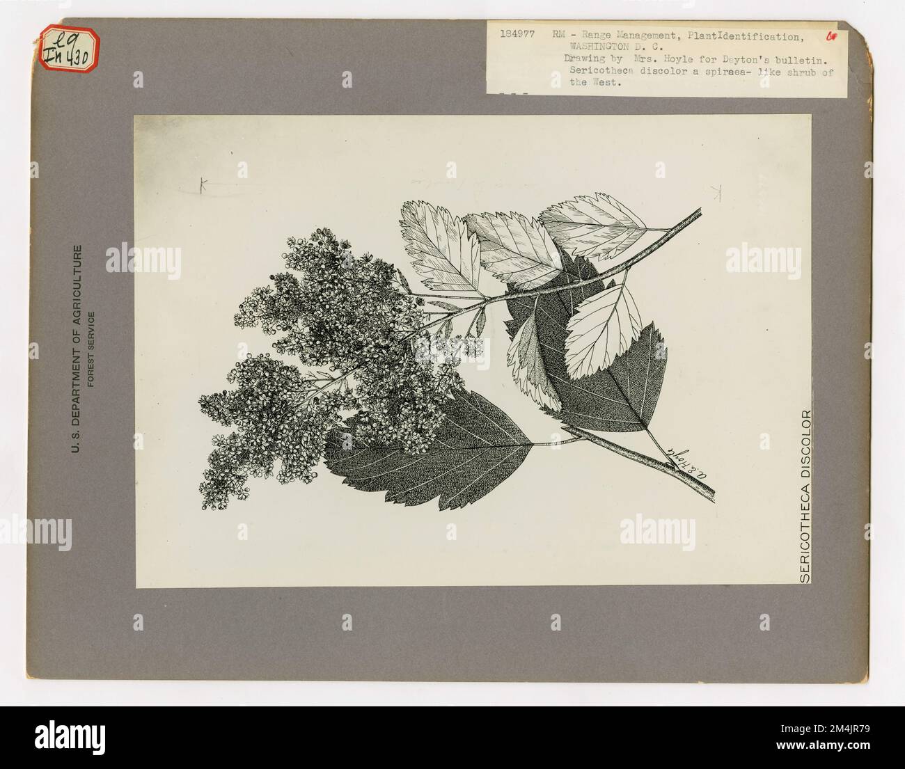 Forbs and Wildflowers - S. Photographs Relating to National Forests ...