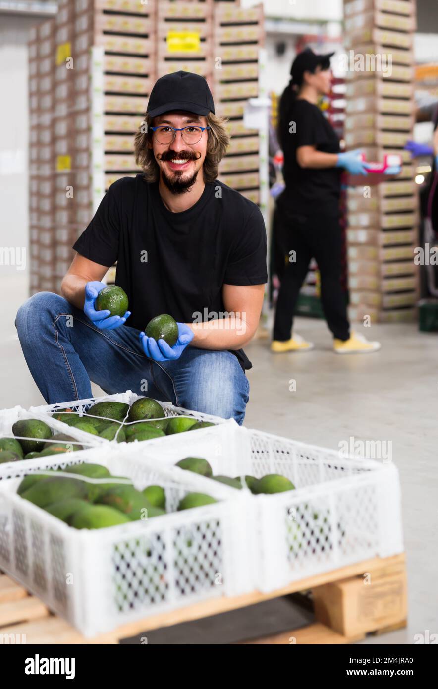 Positive man worker showing fresh avocado Stock Photo - Alamy
