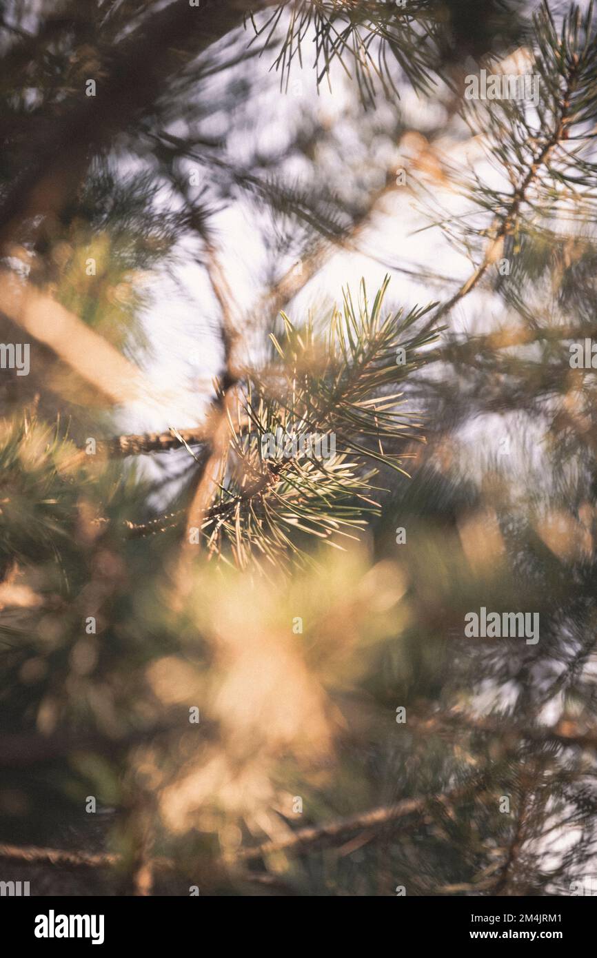 A vertical closeup of beautiful pine trees in an evergreen forest Stock ...