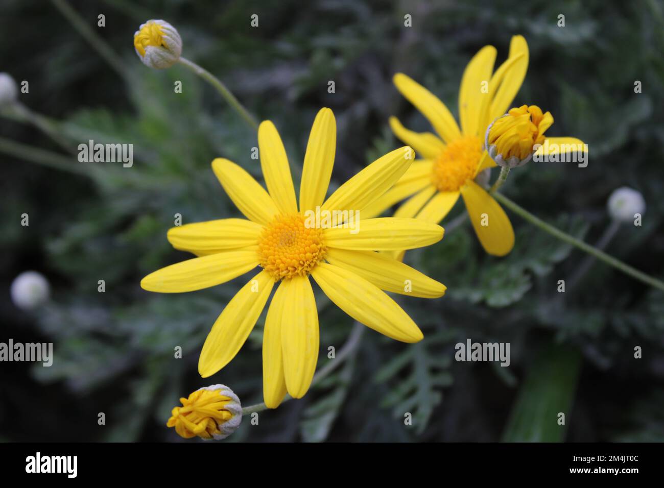 Golden eurypos hi-res stock photography and images - Alamy
