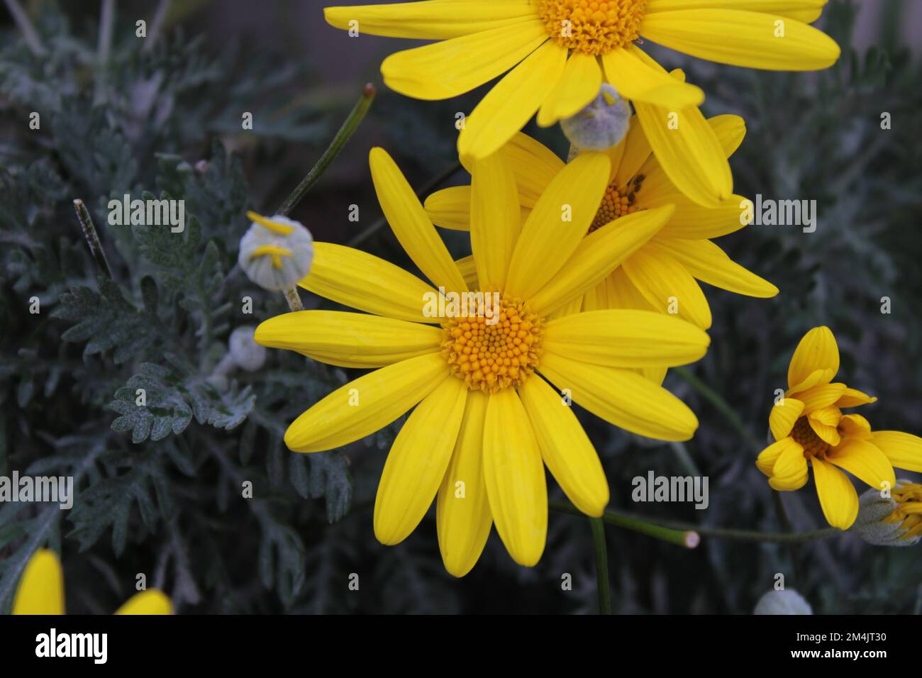 Euryops pectinatus, the grey-leaved euryops, is a species of flowering ...