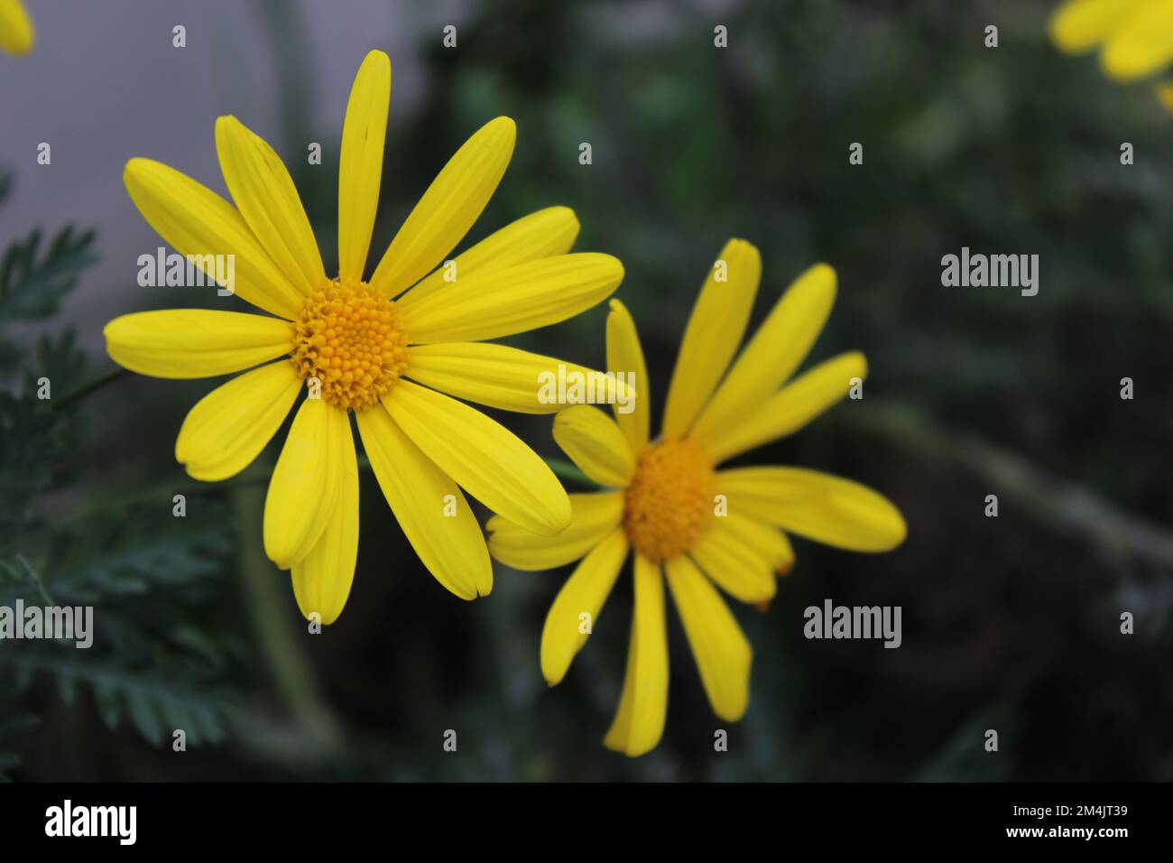 Euryops pectinatus, the grey-leaved euryops, is a species of flowering ...