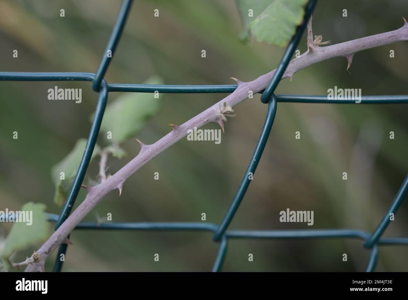 Climber garden wire hi-res stock photography and images - Alamy