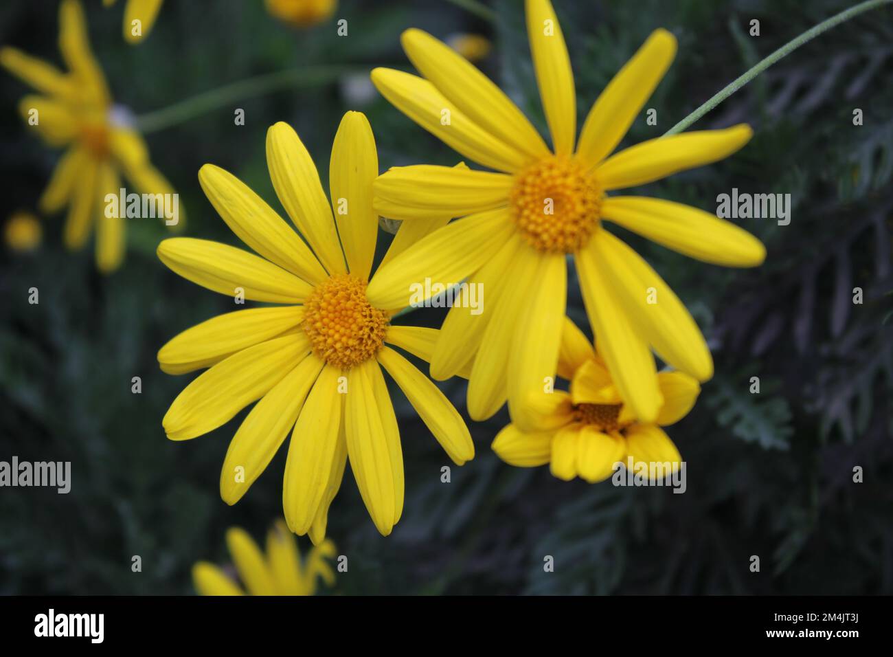 Euryops pectinatus, the grey-leaved euryops, is a species of flowering ...