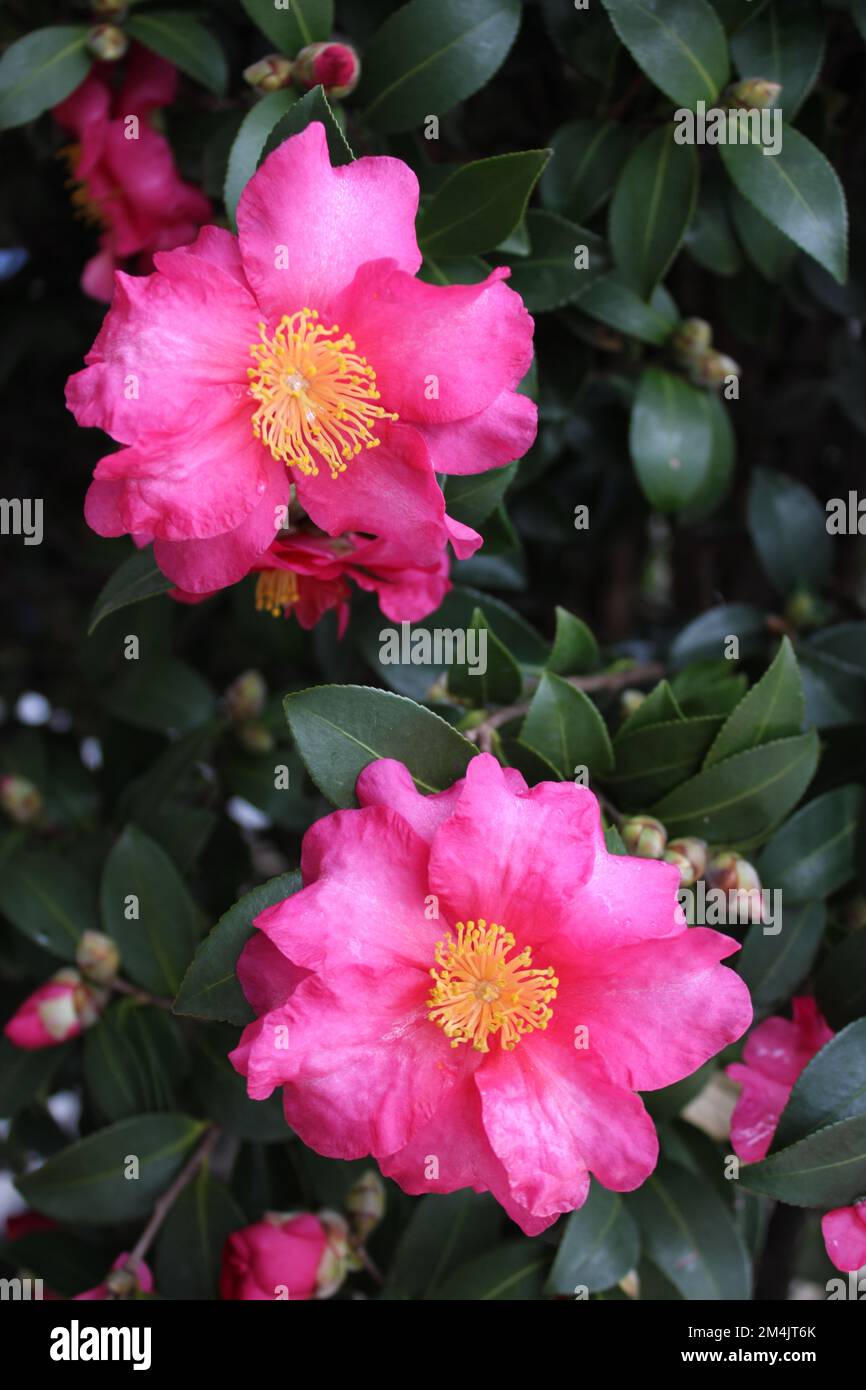 Camellia sasanqua, with common name sasanqua camellia, is a species of ...
