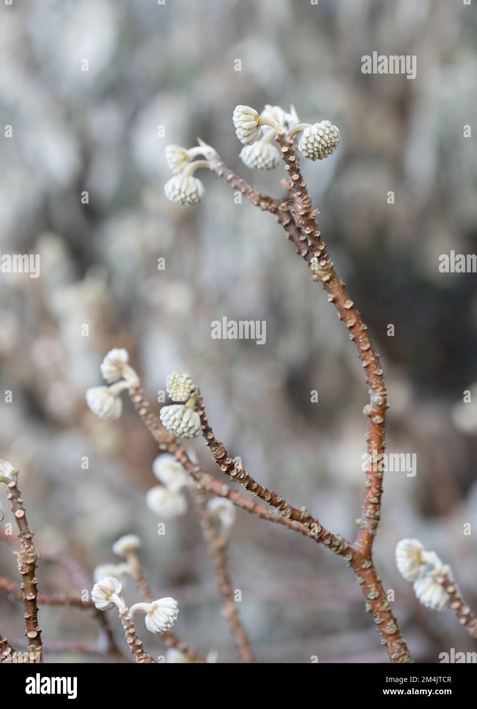 White flower buds of the Edgeworthia chrysantha grandiflora deciduous ...