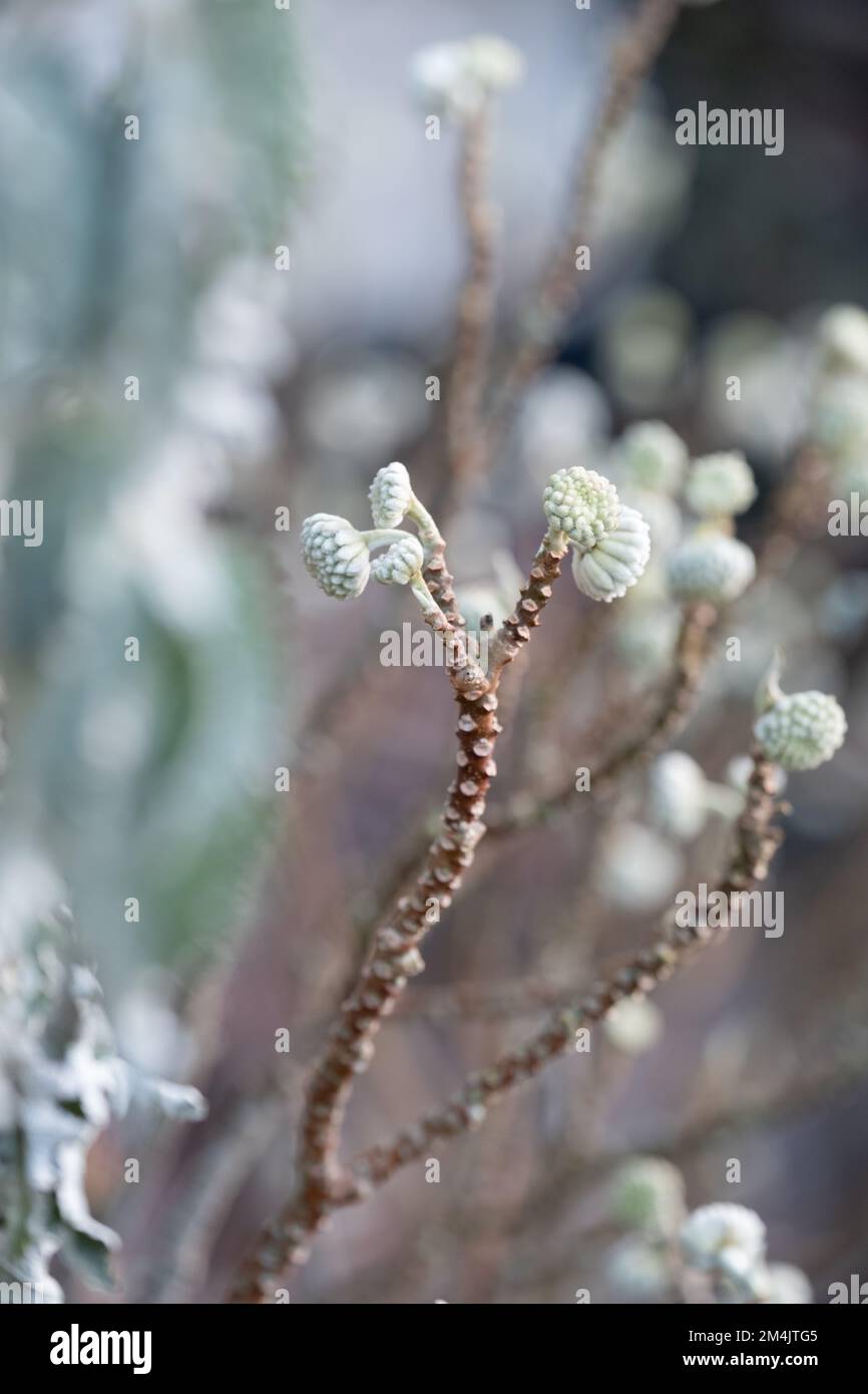 White flower buds of the Edgeworthia chrysantha grandiflora deciduous ...