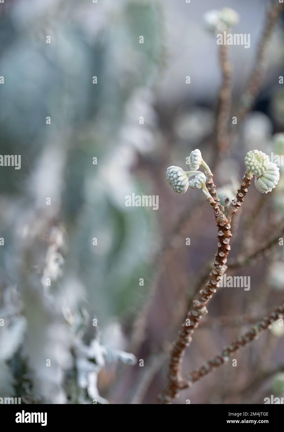 White flower buds of the Edgeworthia chrysantha grandiflora deciduous ...