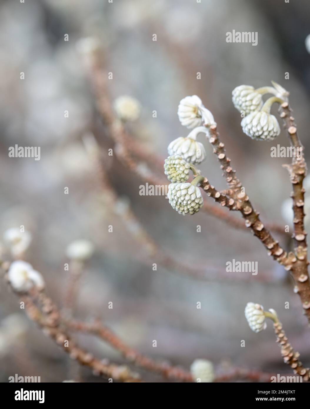 White flower buds of the Edgeworthia chrysantha grandiflora deciduous ...
