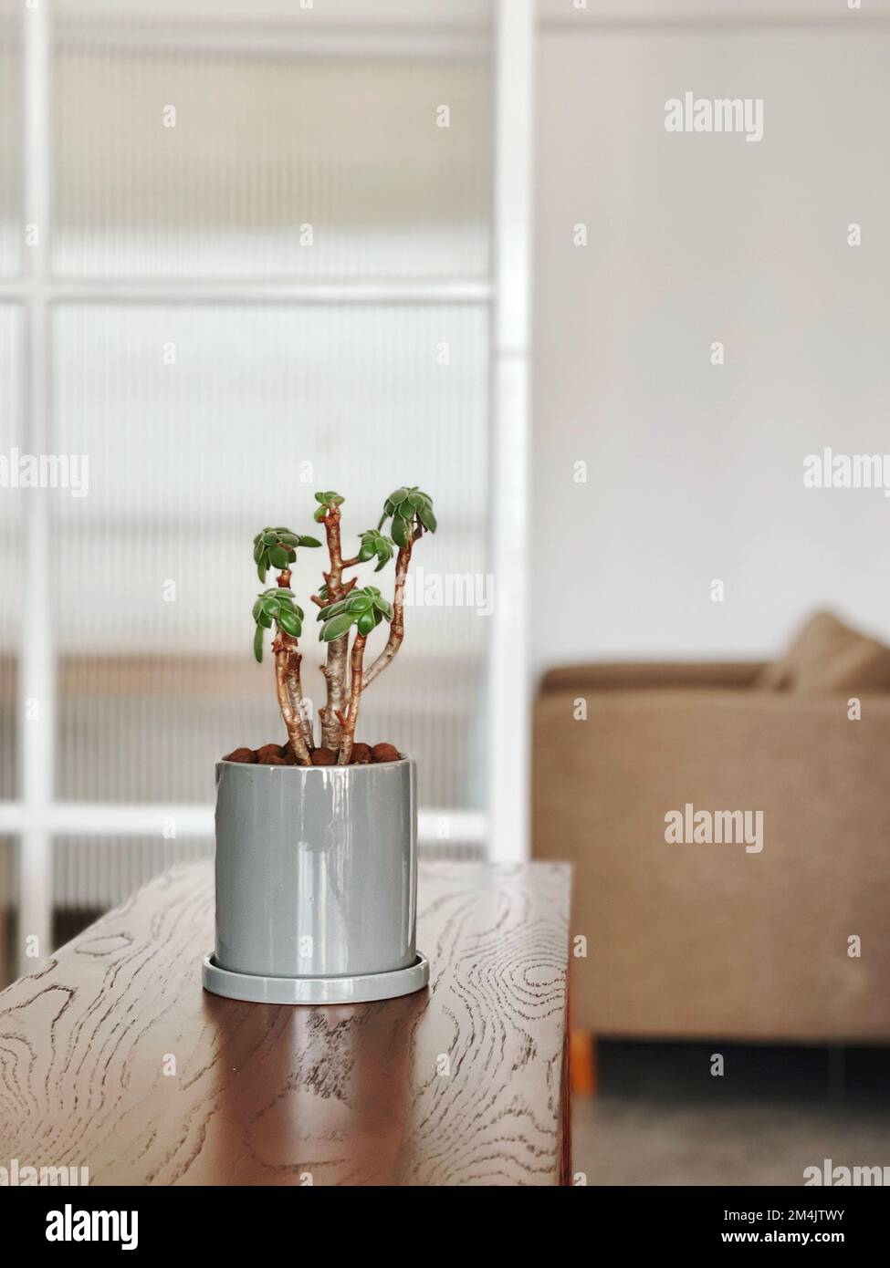 A vertical close-up view of a new-growing Jade plant in a gray pot ...