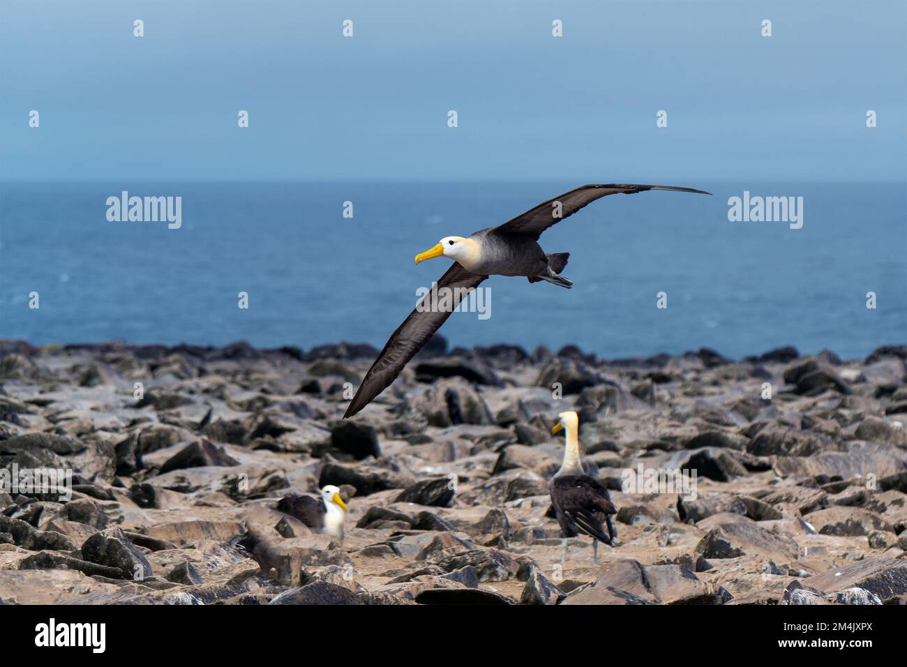 Galapagos Waved Albatross (Phoebastria irrorata) flying over volcanic ...