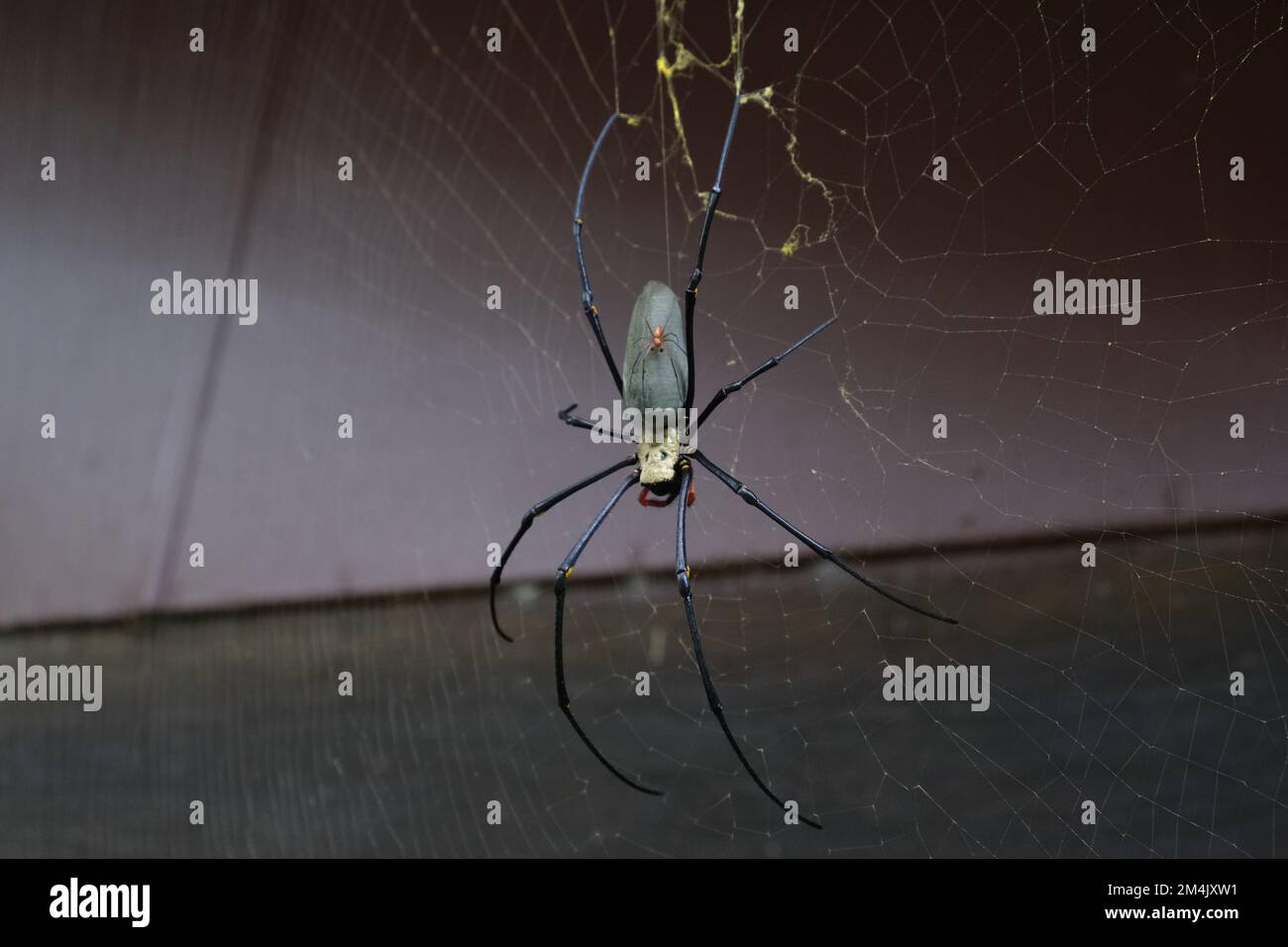Australian male spider hi-res stock photography and images - Alamy