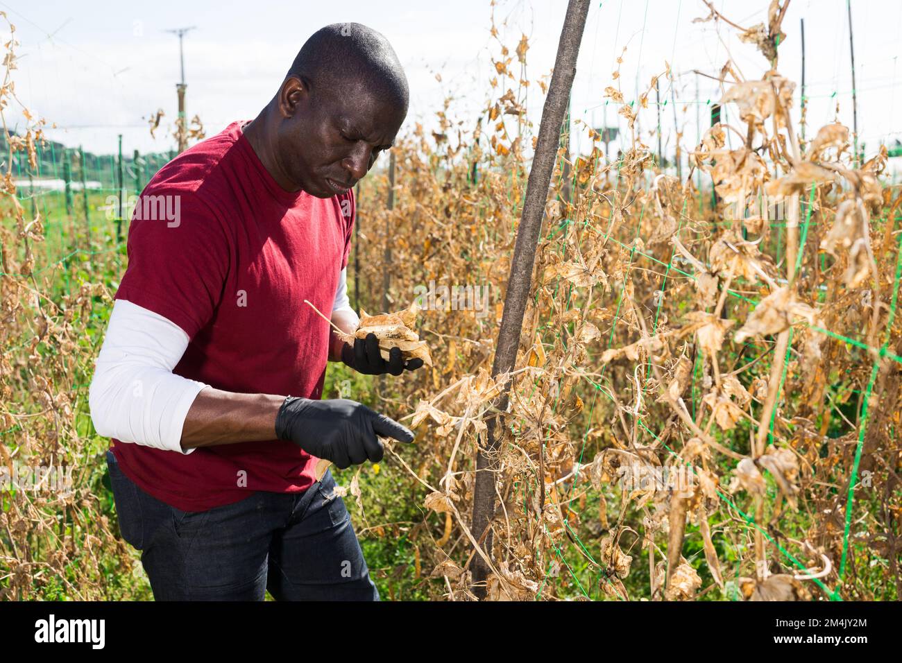 African American man picking ripe legumes Stock Photo - Alamy