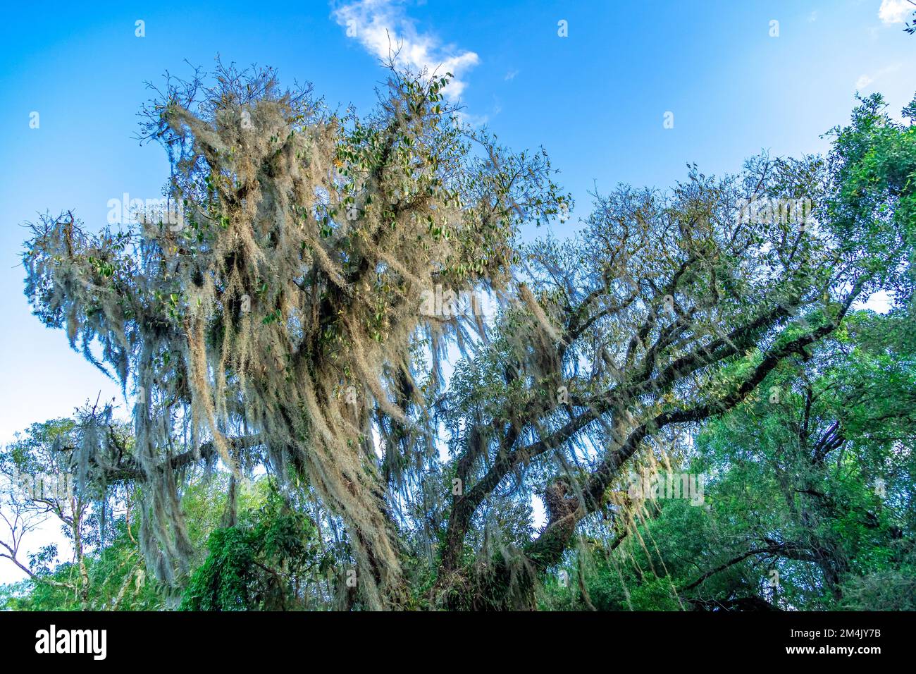 tree overgrown with moss in the rain forest Stock Photo - Alamy
